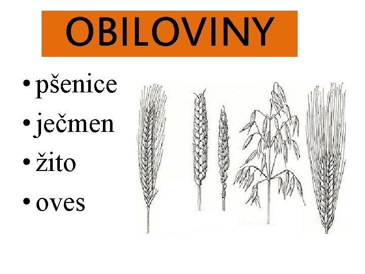 LOVK A JEHO SVT OBILOVINY Radka Smetanov VY32INOVACEobiloviny13