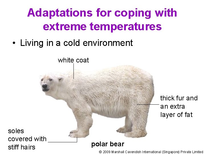 2009 Marshall Cavendish International Singapore Private Limited Questions