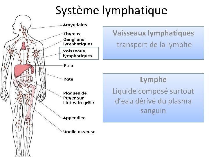 Le systme immunitaire Systme lymphatique Globules blancs Anticorps
