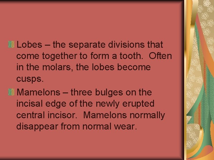 Anatomical Structures of the Teeth Lobes the separate
