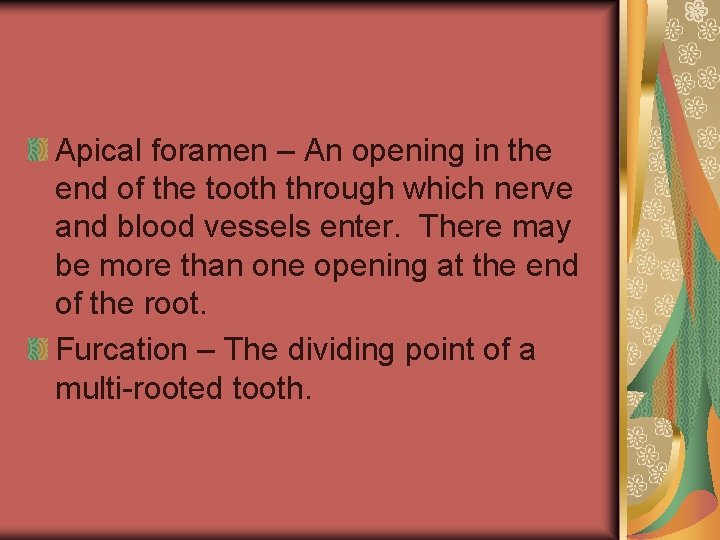Anatomical Structures of the Teeth Lobes the separate