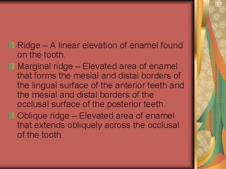 Anatomical Structures of the Teeth Lobes the separate