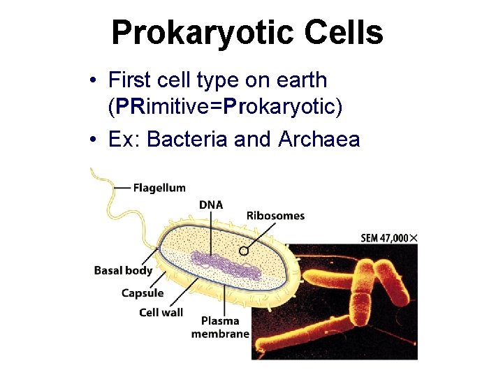Cell Structure and Function Unit 2 Biology Cells