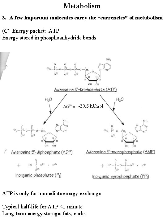 Metabolism What is it A set of chemical