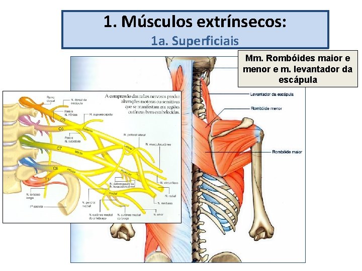 RCG 0118 ANATOMIA GERAL E DO APARELHO LOCOMOTOR