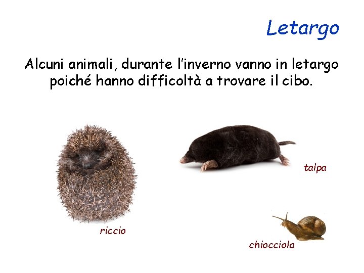 Linverno nel bosco Gli animali del bosco come