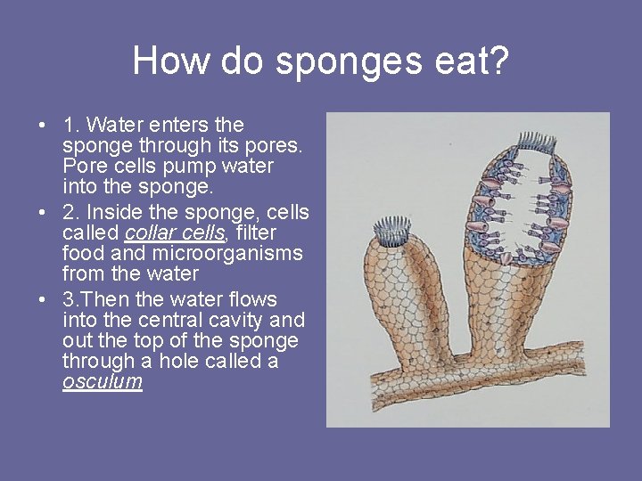 Invertebrates Chapter 2 MarchApril 2012 Invertebrates Invertebrates 1