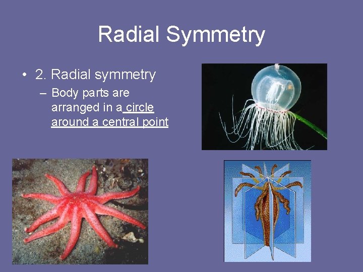 Invertebrates Chapter 2 MarchApril 2012 Invertebrates Invertebrates 1
