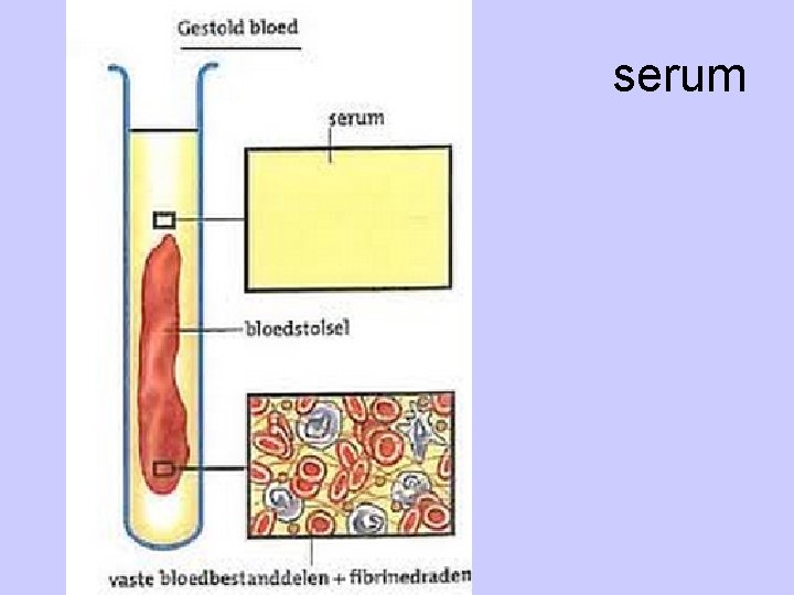 Het bloed stroomt Samenstelling bloed Ongeveer 1 liter