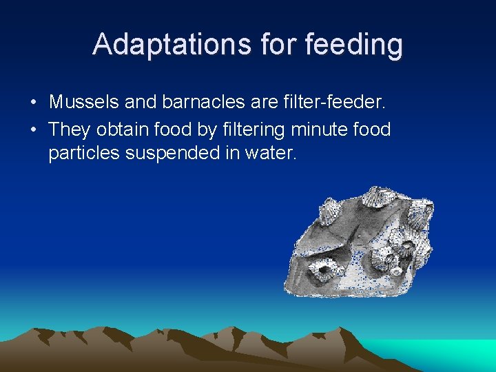 Adaptations of Animals in Rocky Shores Adaptations to