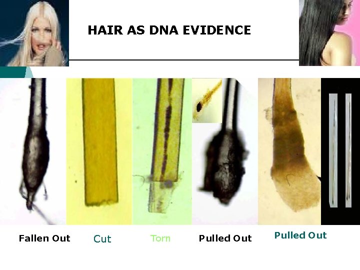 BIOLOGICAL EVIDENCE COLLECTION FOR DNA EXAMINATION DR I