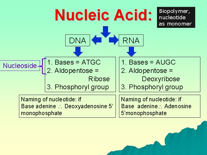 NUCLEIC ACIDS OBJECTIVES Identify recognize nucleic acid u