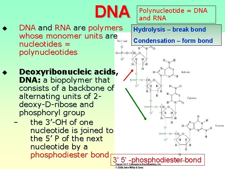 NUCLEIC ACIDS OBJECTIVES Identify recognize nucleic acid u