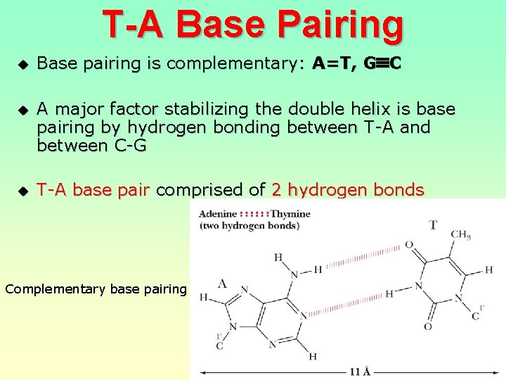 NUCLEIC ACIDS OBJECTIVES Identify recognize nucleic acid u