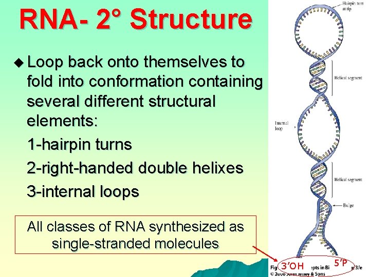 NUCLEIC ACIDS OBJECTIVES Identify recognize nucleic acid u
