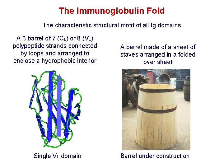Structural Biology and Functions of Immunoglobulins Dr Colin