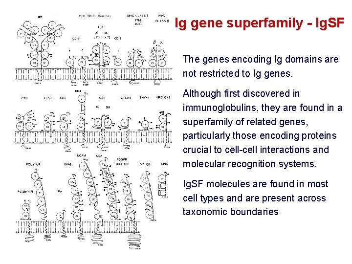 Structural Biology and Functions of Immunoglobulins Dr Colin