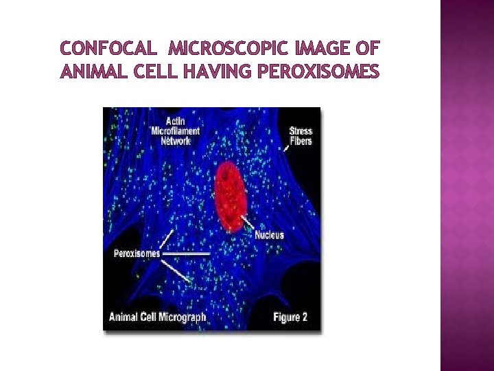INTRODUCTION A microbody is a type of organelle