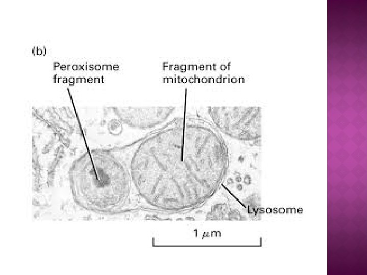 INTRODUCTION A microbody is a type of organelle
