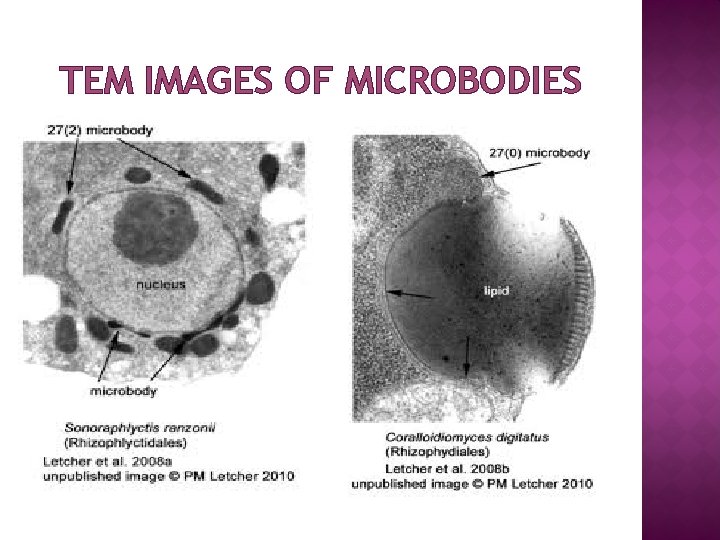INTRODUCTION A microbody is a type of organelle