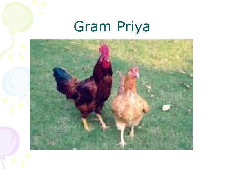 Poultry breeds Body Parts Desi Fowl 1 2