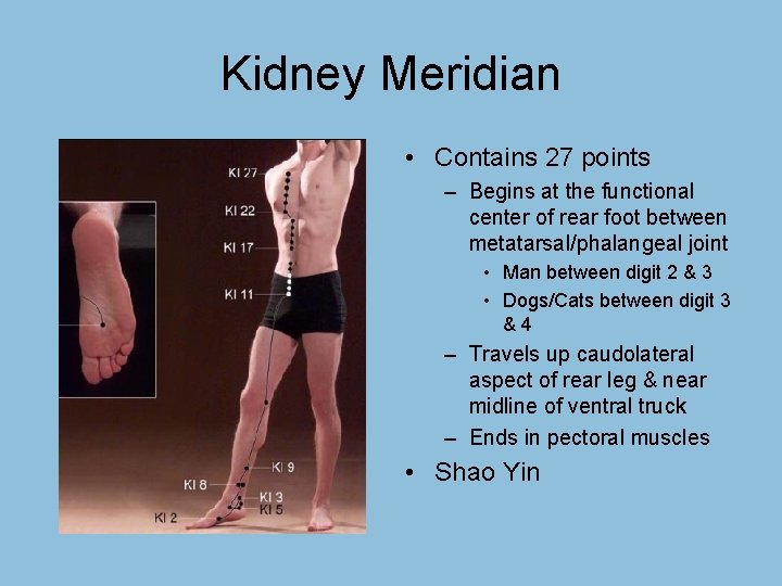 Acupuncture Meridians RM Clemmons DVM Ph D CVA