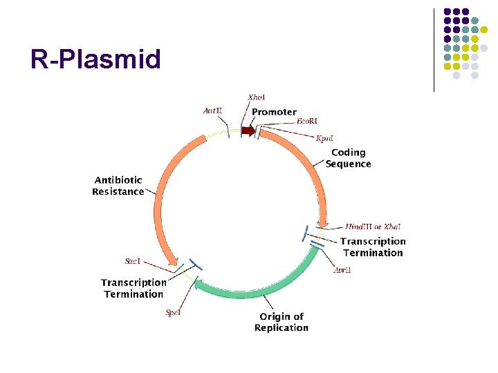 Chemotherapeutic Agents Antimicrobials and Antibiotics Normal Microbiota l