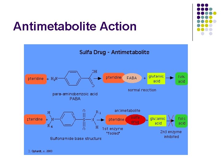 Chemotherapeutic Agents Antimicrobials and Antibiotics Normal Microbiota l
