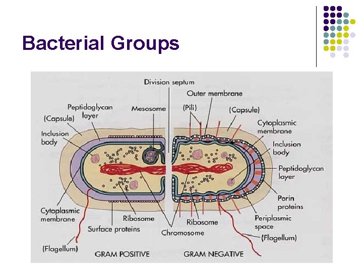 Chemotherapeutic Agents Antimicrobials and Antibiotics Normal Microbiota l