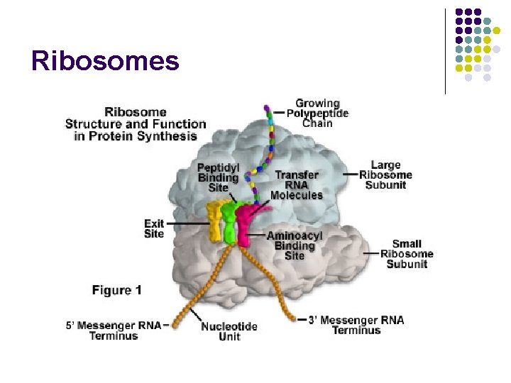 Chemotherapeutic Agents Antimicrobials and Antibiotics Normal Microbiota l