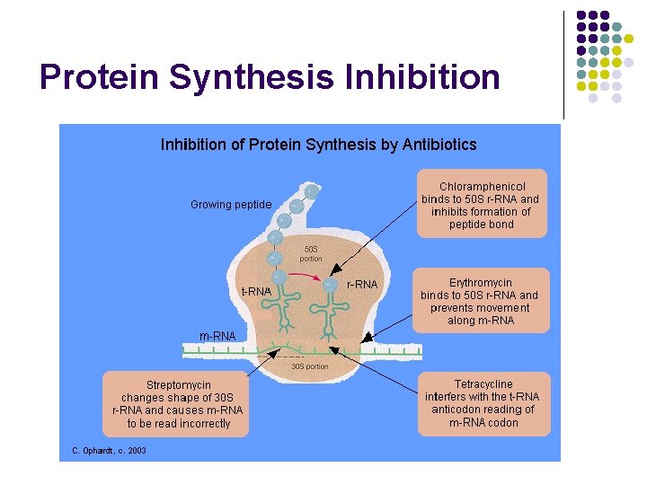 Chemotherapeutic Agents Antimicrobials and Antibiotics Normal Microbiota l