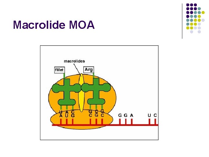 Chemotherapeutic Agents Antimicrobials and Antibiotics Normal Microbiota l
