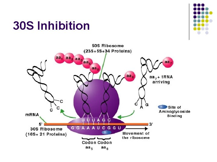Chemotherapeutic Agents Antimicrobials and Antibiotics Normal Microbiota l