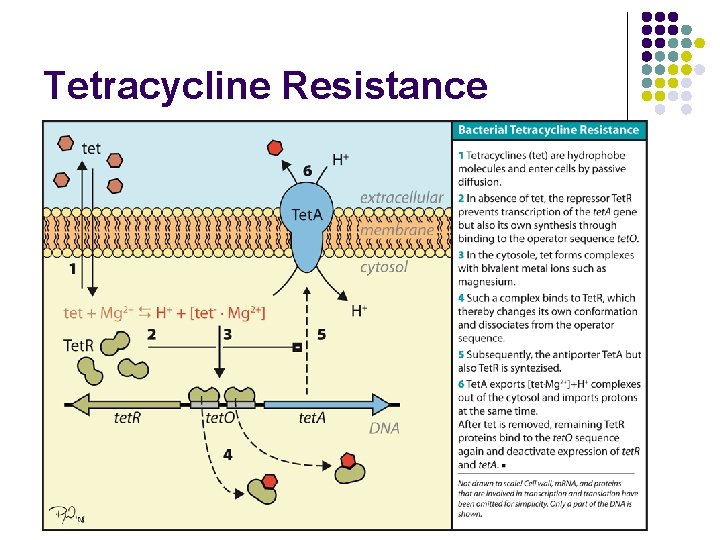 Chemotherapeutic Agents Antimicrobials and Antibiotics Normal Microbiota l