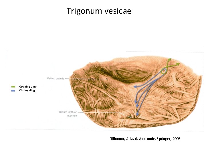 Vese ureter hgyhlyag Dr dm gota A vese