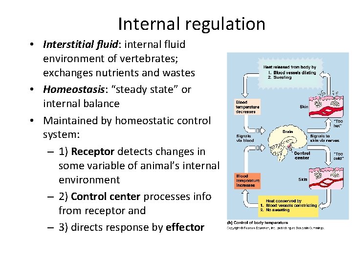 Chapter 40 Animal Form and Function Tissues groups
