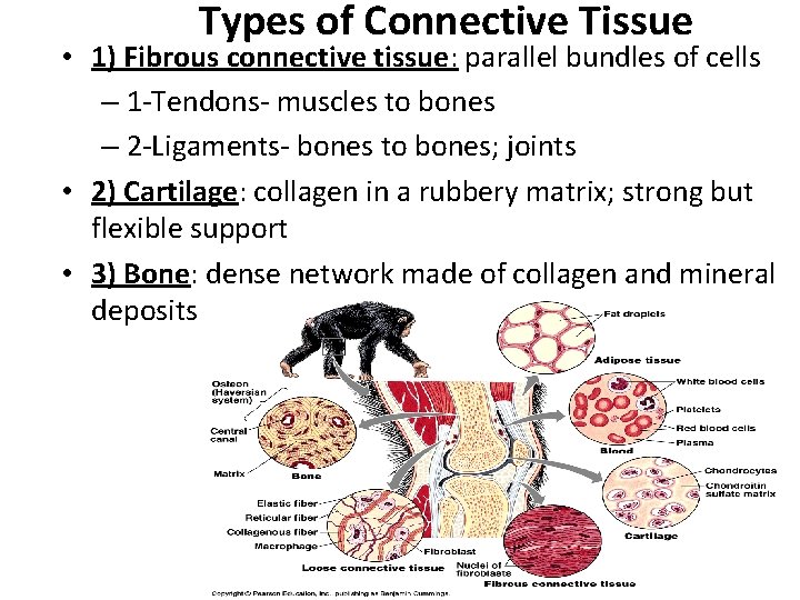 Chapter 40 Animal Form and Function Tissues groups