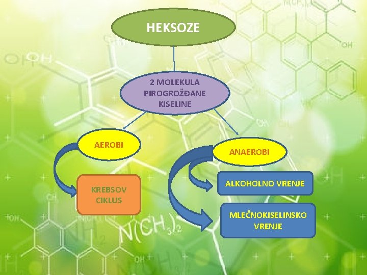 KREBSOV CIKLUS Krebsov ciklus ciklus limunske kiseline ciklus