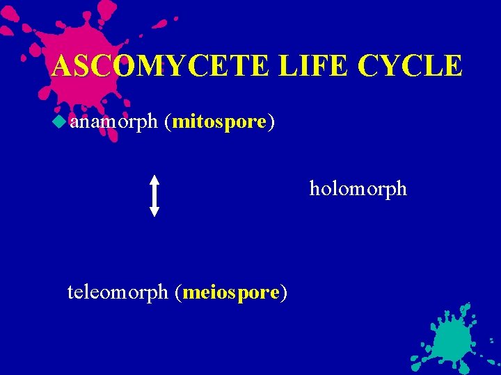 INTRODUCTION TO THE ASCOMYCETES IB 371 GENERAL MYCOLOGY
