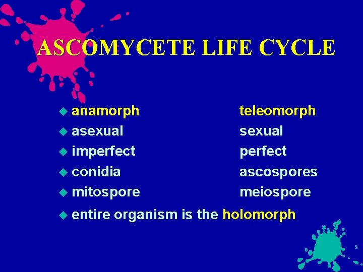 INTRODUCTION TO THE ASCOMYCETES IB 371 GENERAL MYCOLOGY