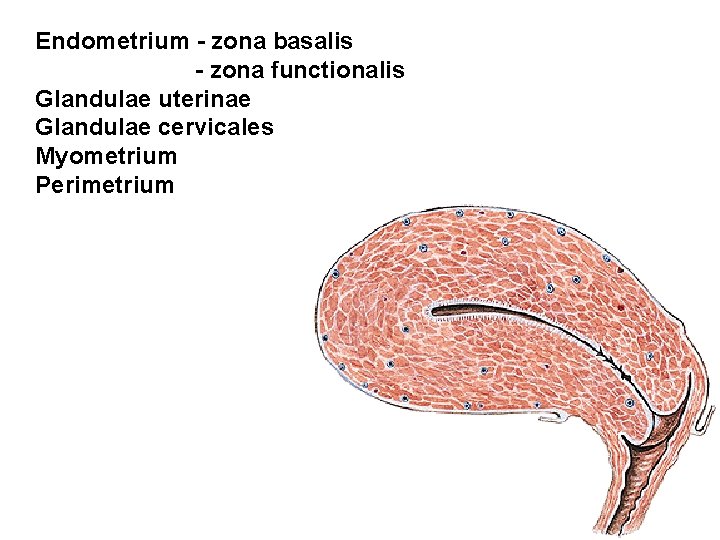 FEMALE GENITAL ORGANS Internal female genital organs Ovarium
