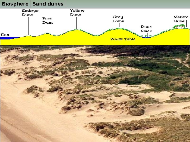 Biosphere Sand dunes evolution of vegetation communities as