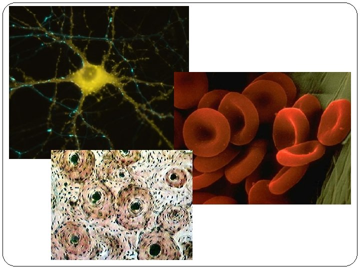 Discovery of the Cell Robert Hooke 16651 stperson