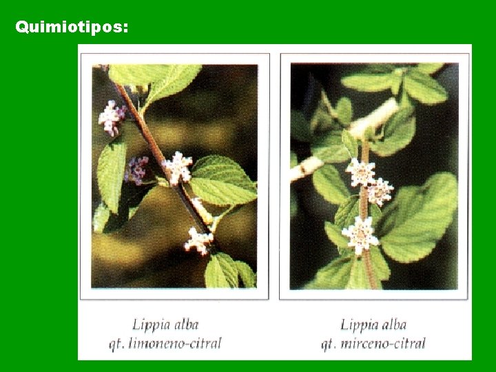 O Ambiente e as Plantas Medicinais Cultivo tradicional