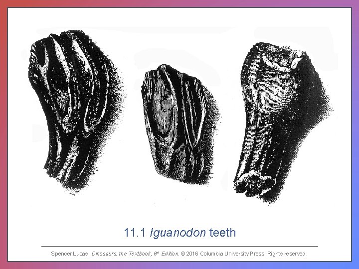 11 1 Iguanodon teeth Spencer Lucas Dinosaurs the