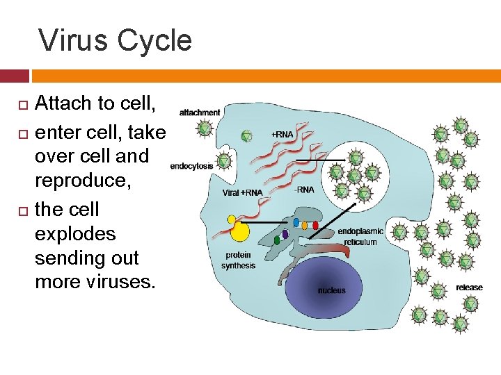 OBJECTIVE 3 INTERDEPENDENCE OF ORGANISMS AND THE ENVIRONMENT