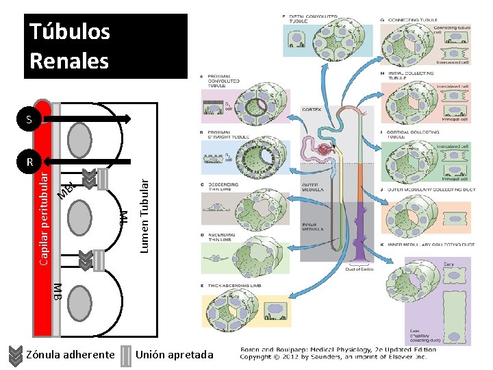 Fisiologa Renal Generalidades de la Funcin Renal Dr