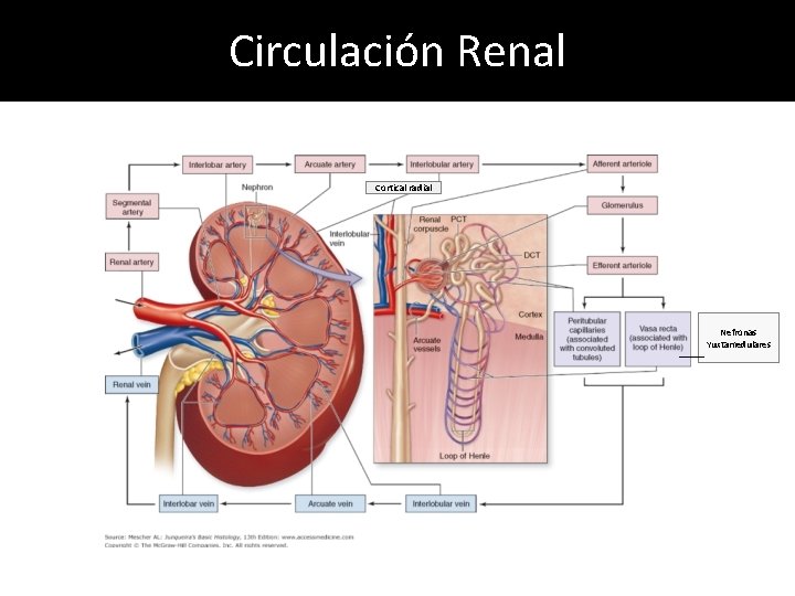 Fisiologa Renal Generalidades de la Funcin Renal Dr