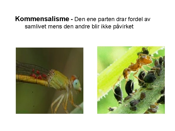 KOSYSTEMER NATUR i ENDRING Hva er et kosystem