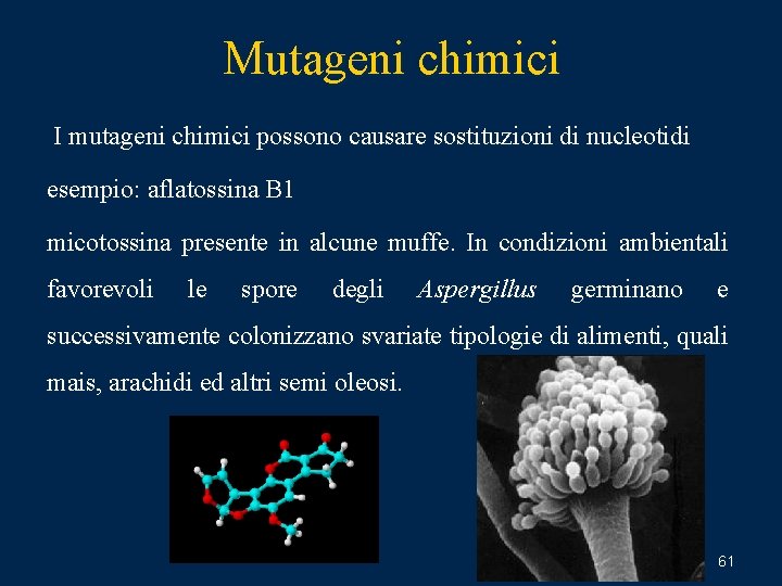 LE MUTAZIONI 1 Mutazione Qualsiasi cambiamento PERMANENTE del
